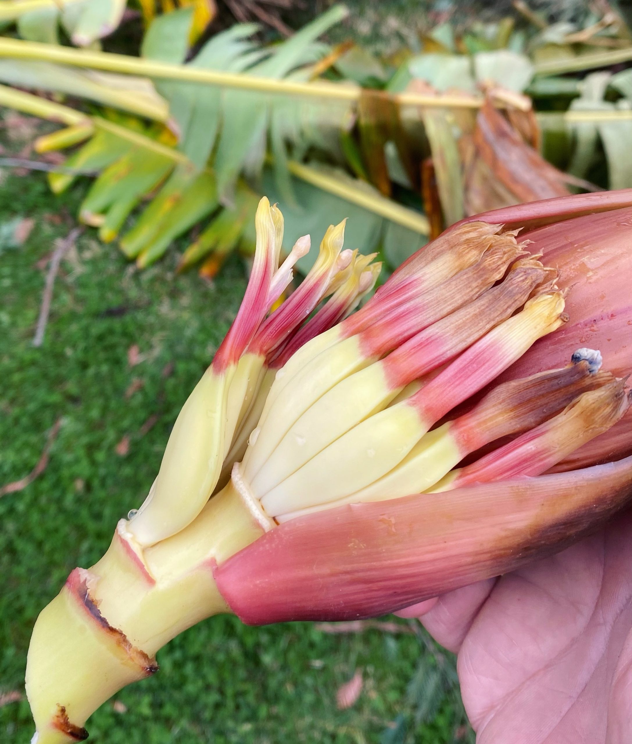 The banana saga: bummer of an update – Valley Gardens